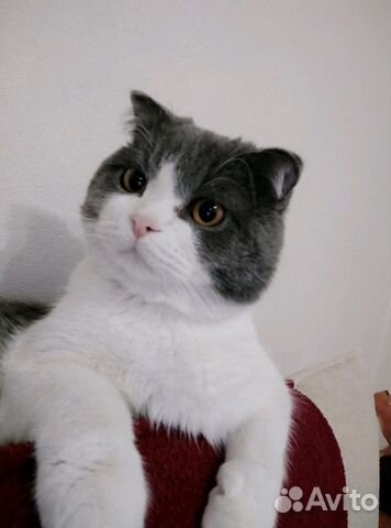 Кот британец бесплатно