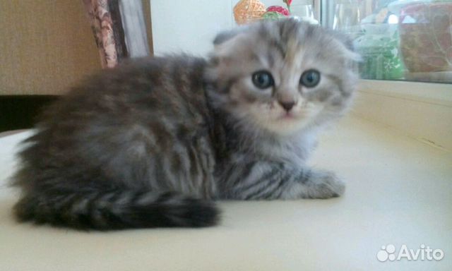 Продам шотландских котят