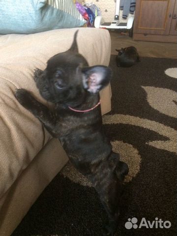 Щенки французики