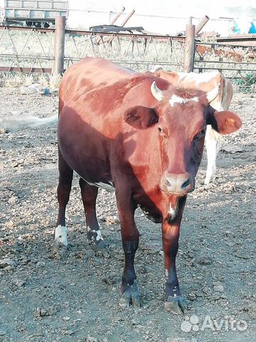 3 коровы 1 нетиль