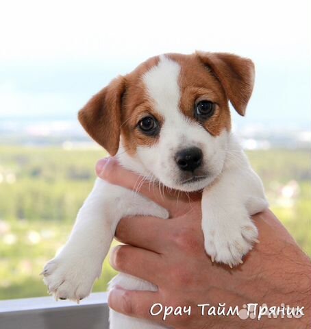 Джек-рассел-терьер Щенок "Пряник"