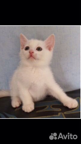 Котёнок