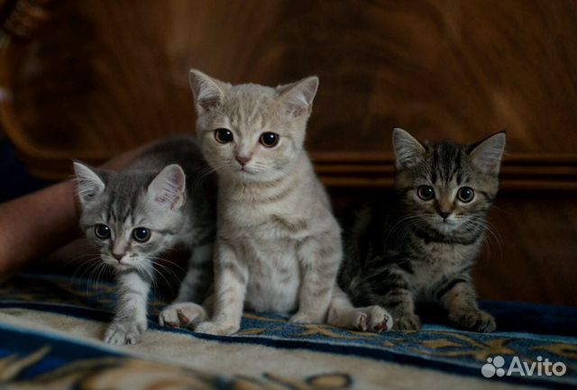 Чистопородные шотландцы скотиш страйт