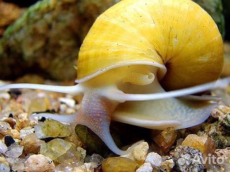 Золотые ампулярии