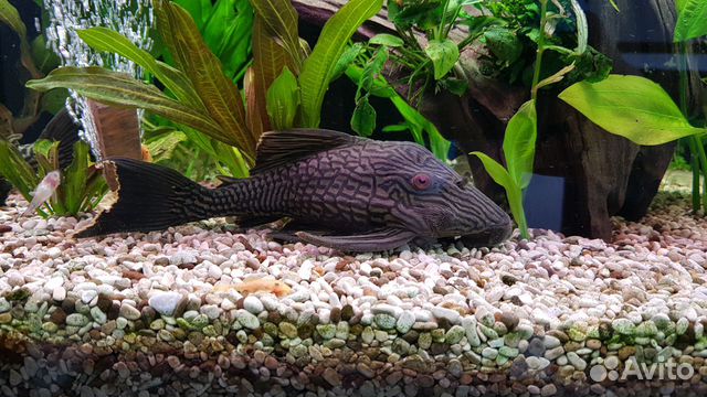 Сом Панак L190, Panaque nigrolineatus