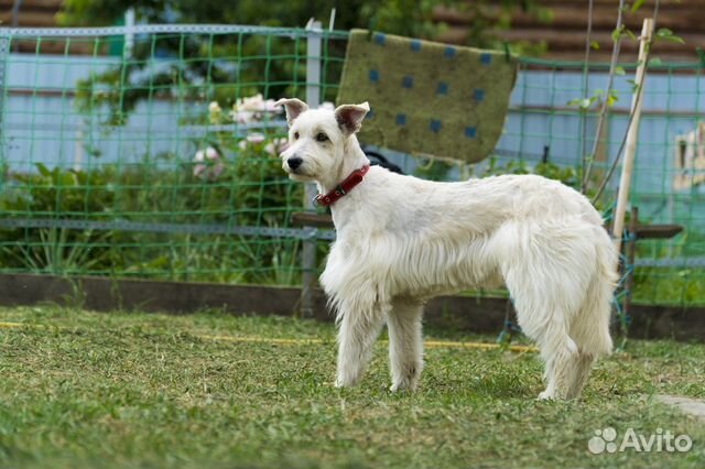 Терьер Вера 8 мес