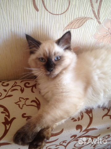 Сибирская красавица