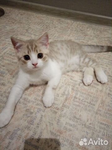 Замурчательные котята