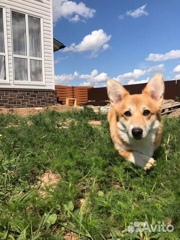 Корги Вельштерьер