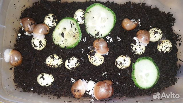 Архахатины