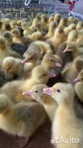 Гусята Датский Легард