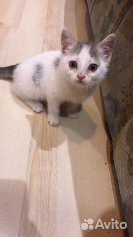 Котёнок девочка