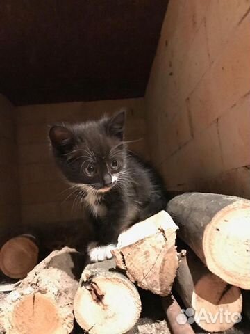 Котенок в добрые руки, нужно спасать
