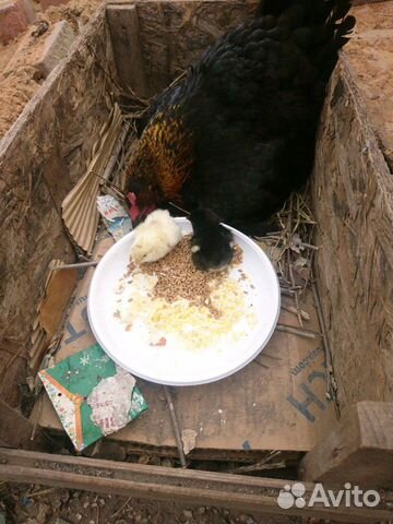 Курица с цыплятами