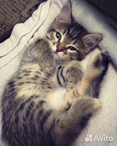 Кото-мальчик ищет любящую семью