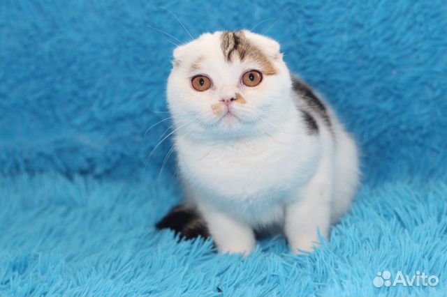 Шотландский мальчик