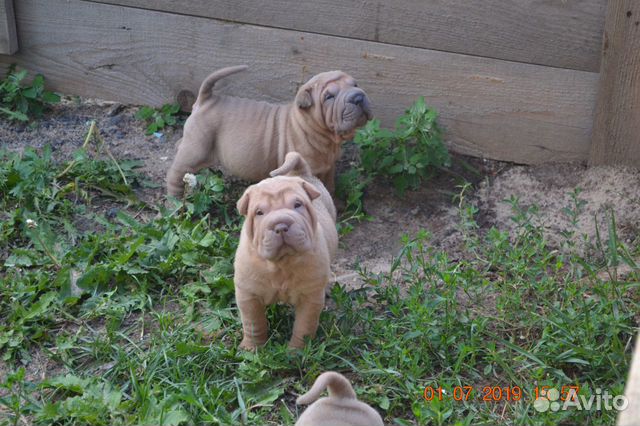 Шарпея детки