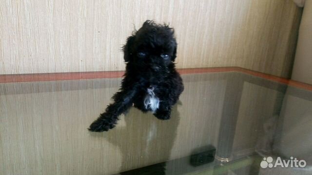 Тойка девочка