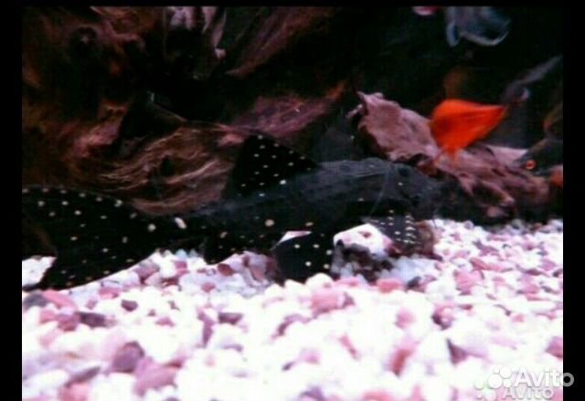 Номерные сомы