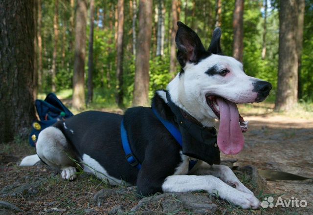 Буч. Красивый добрый пес. Бесплатно