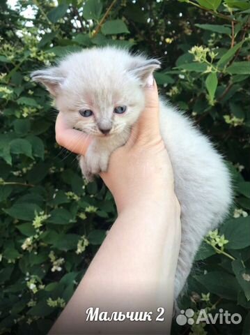 Тайский котёнок (помесь)
