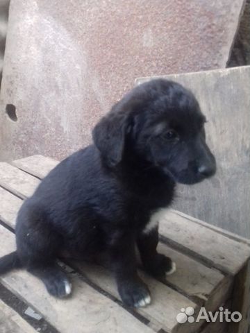 Щенки девочки от Лобрадора метисы