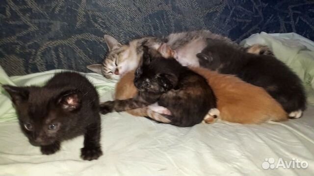 Котенок в хорошие руки