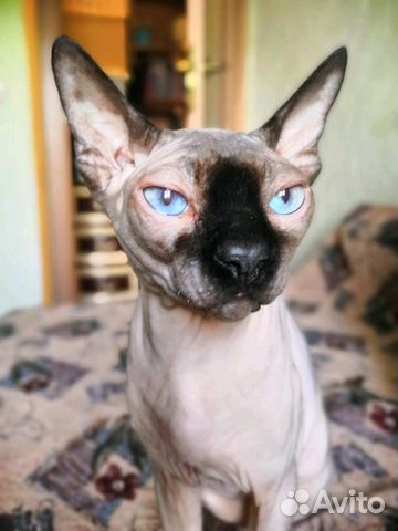 Канадский сфинкс в любимцы