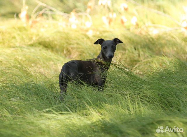 Левретка, голубая девочка