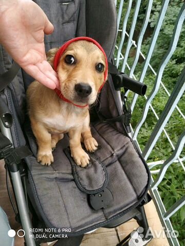 Отдам щенка