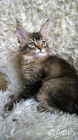 Котёнок редкого окраса