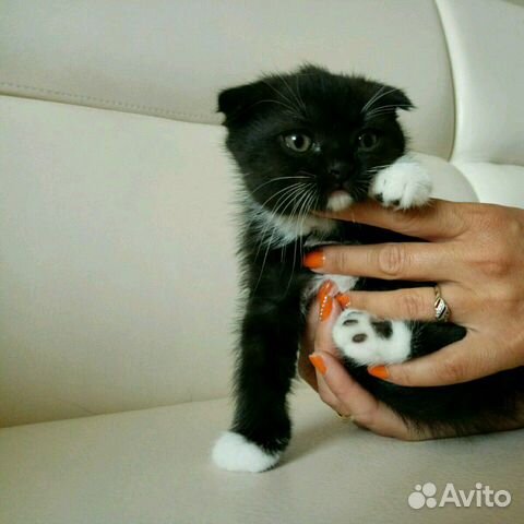 Метис вислоухой шотландской