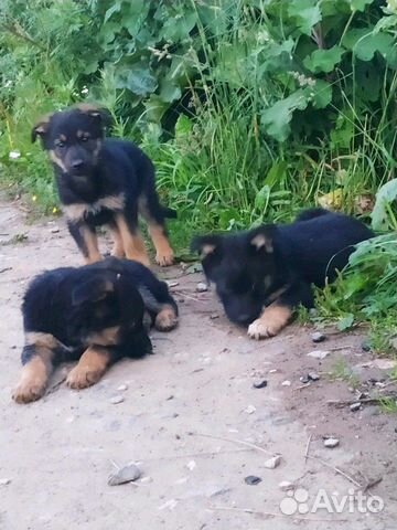 Щенки сиротки