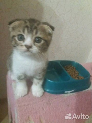 Шотландский вислоухий котенок