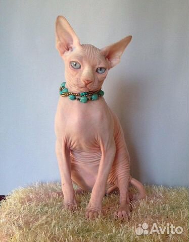 Белые Эльфы - девочки