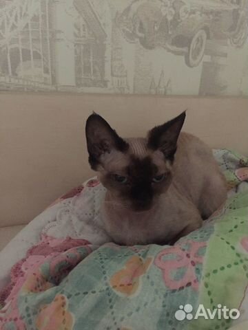 Отдам кошку Девон-рекс