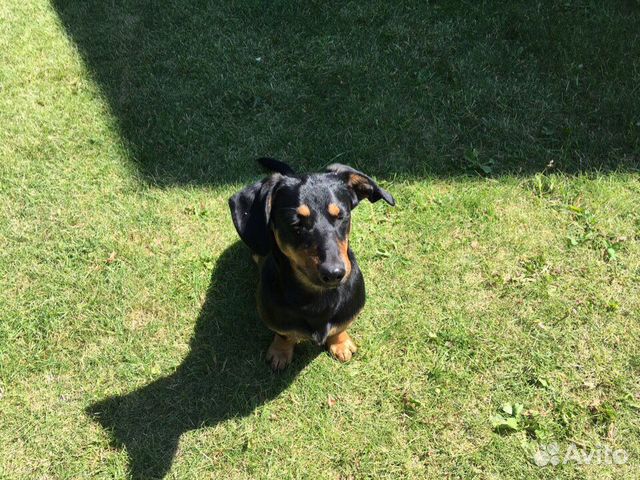 Такса, молодой кобель