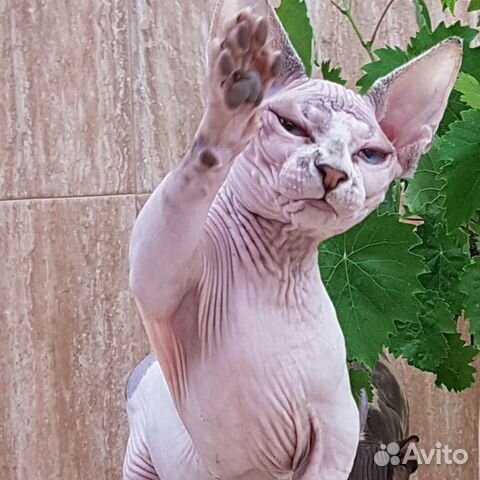 Сфинксы и бамбино