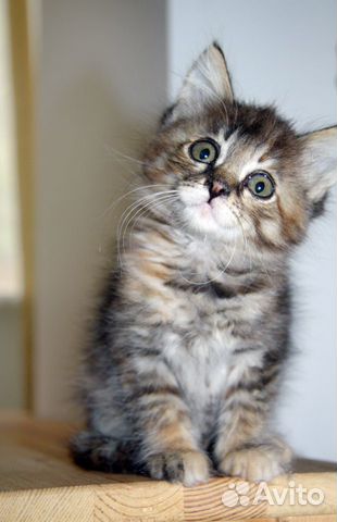 Отдам котенка, Шанель 1 мес. девочка