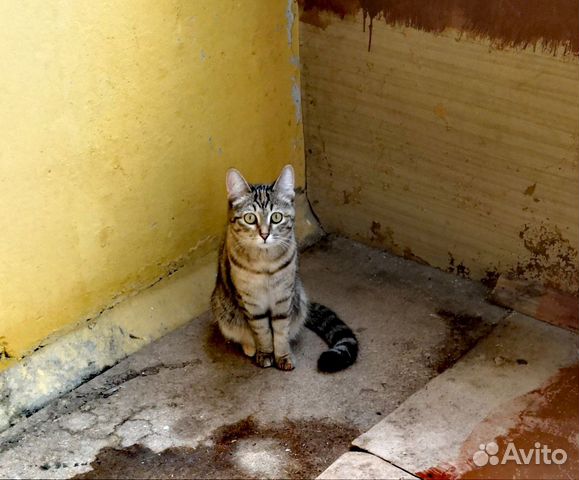 Отдам кошку