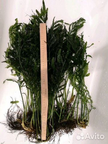 Болбитис геделоти большие кусты