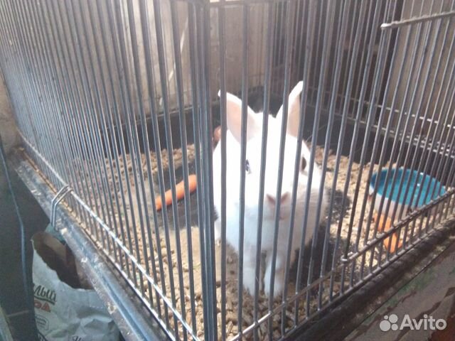 Белый кролик со всем приданным