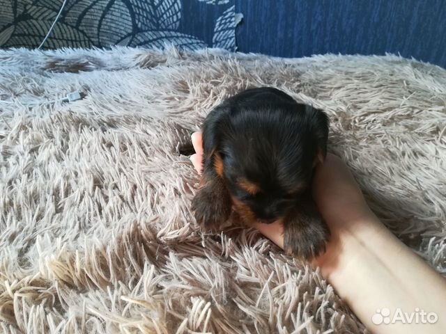 Очаровашки