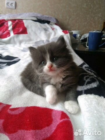 Котёнок