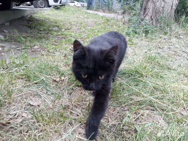 Домашний, ручной, очень добрый котенок 3-4мес.толь