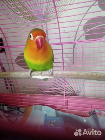 Неразлучик