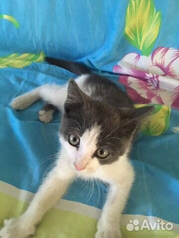 Котенок из мультика