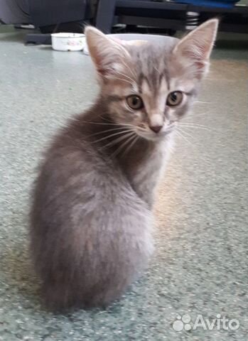 Котенок Дымка