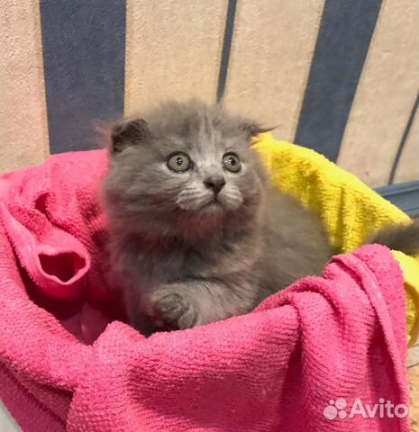 Шотландские котята вислоухие