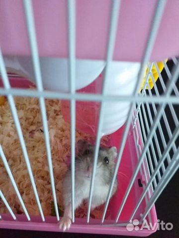 Хомячок Джунгарик